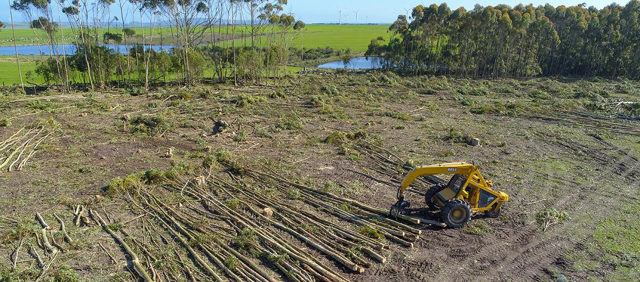 Bell Loggers support renewable energy creation at Coega Biomass Centre ...